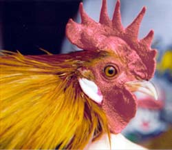 The Dutch Bantam Chicken: A True Bantam Breed - Backyard Poultry